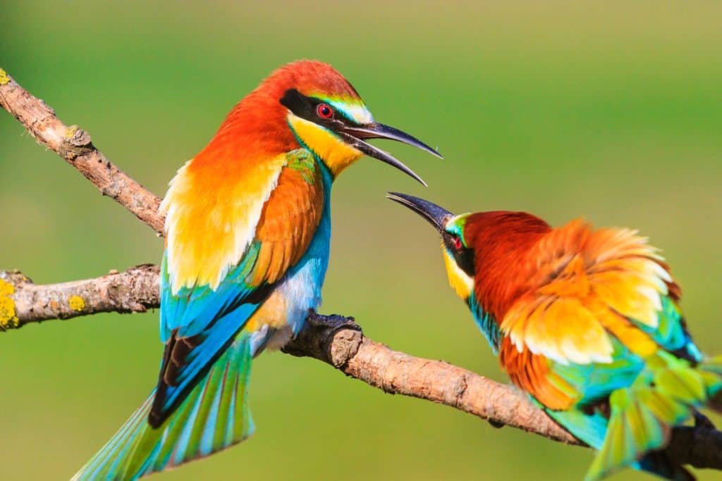 Bird Populations Decline in 2025 State of the World's Birds Report - A ...