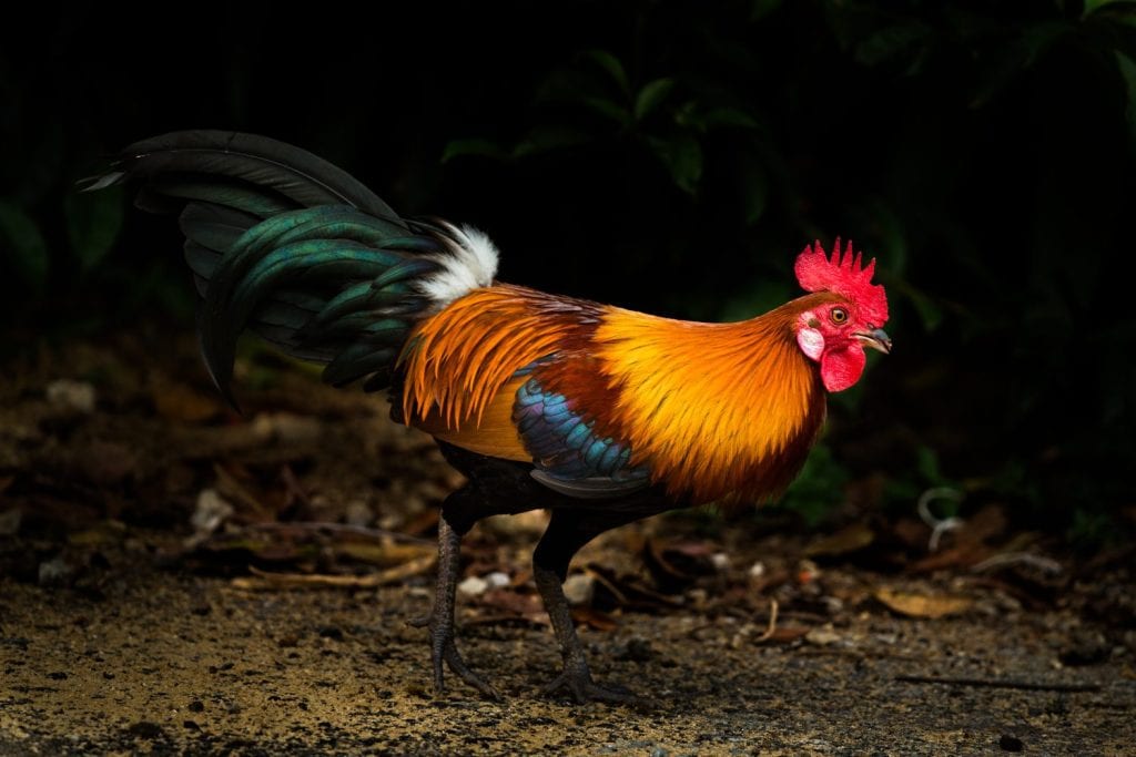 Meet the World’s Oldest Chicken Breed Still in Existence - A-Z Animals