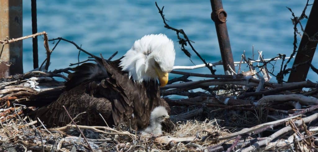 When an Eagle’s Nest Is Torn Down: What the Law and Wildlife Experts ...
