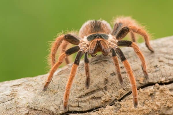 This Is the Average Lifespan of a Tarantula - A-Z Animals