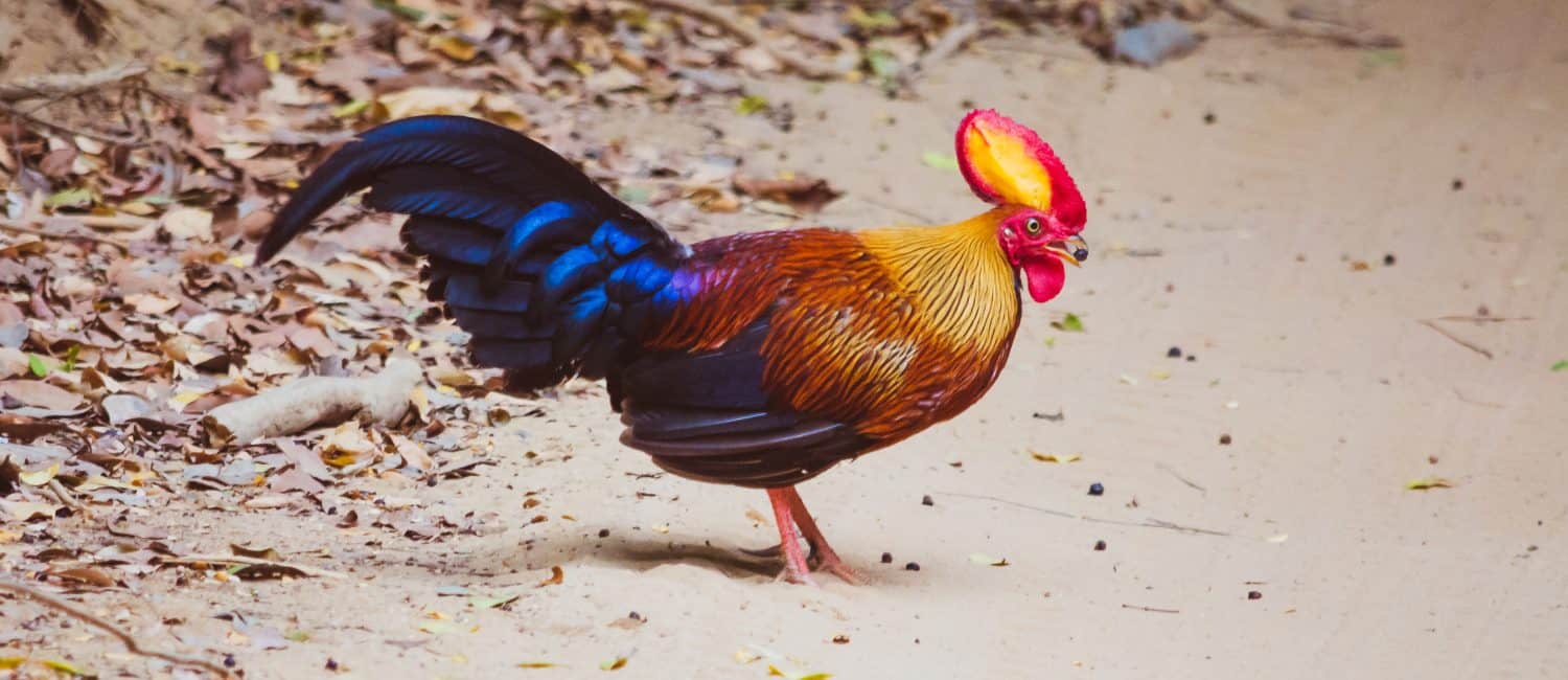 Junglefowl Bird Facts - A-Z Animals
