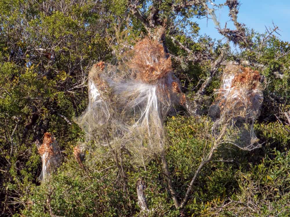 The Brutal Survival Strategy of African Social Spiders - A-Z Animals
