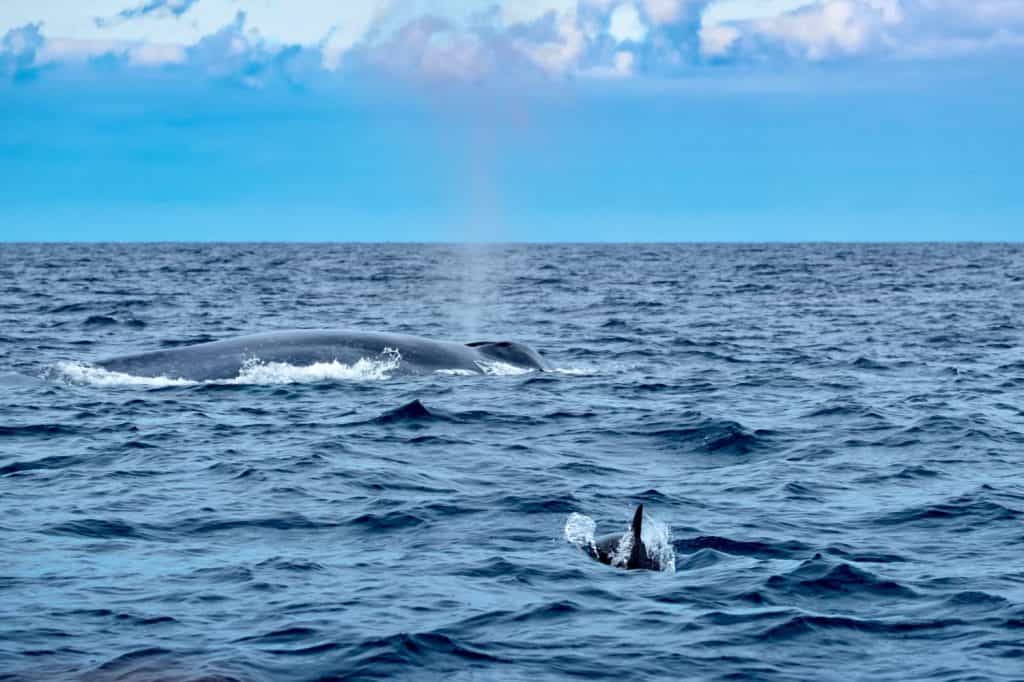 Why Whales and Dolphins Love to Play Together - A-Z Animals