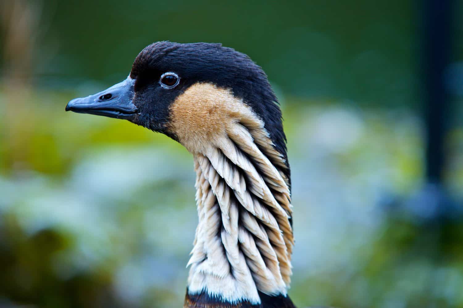 Hawaiian Goose (Nene) Bird Facts - Branta sandvicensis - A-Z Animals