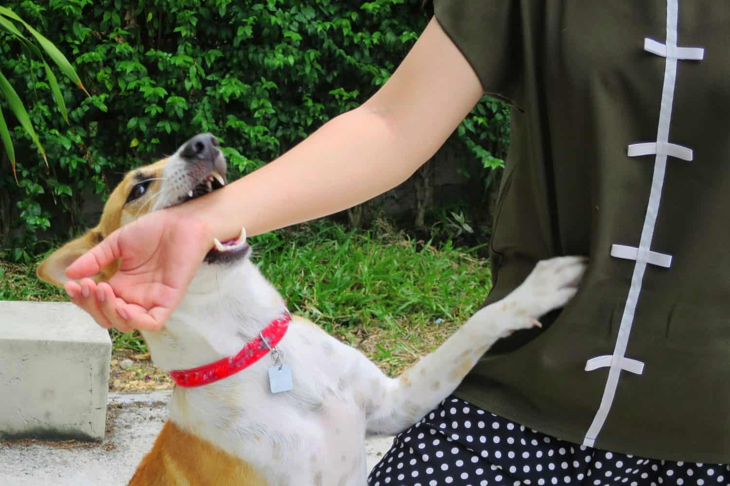 A Dog Bite Safety Guide with Expert Tips on Treatment and Prevention ...