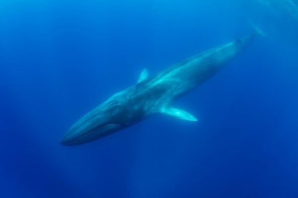 10 Ocean Creatures Bigger Than a School Bus - A-Z Animals