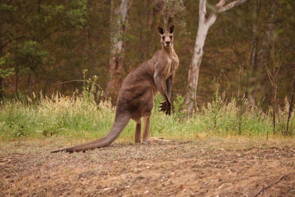 Kangaroo Outsmarts Apex Predator in Shocking Wildlife Encounter - A-Z ...