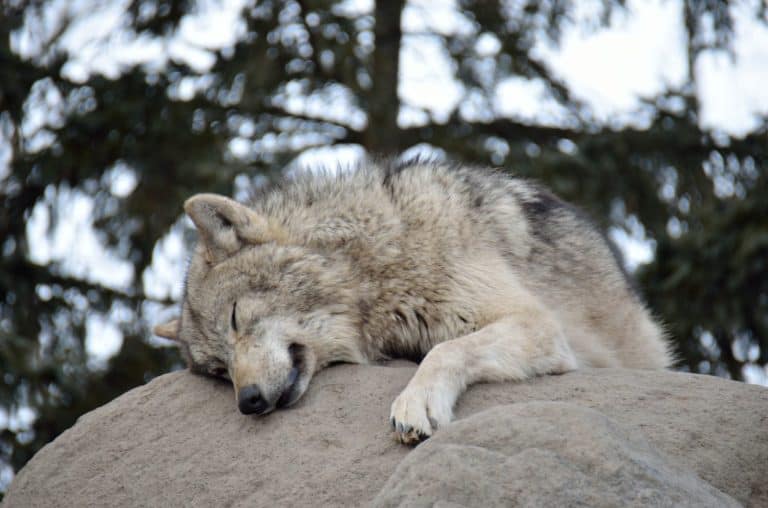 Debunking the Alpha Myth: Find out the Truth About Wolfpacks (Family ...