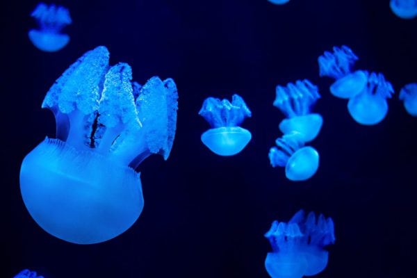 Under the Sea with Jellyfish: A Free Unit Plan for Kids - A-Z Animals