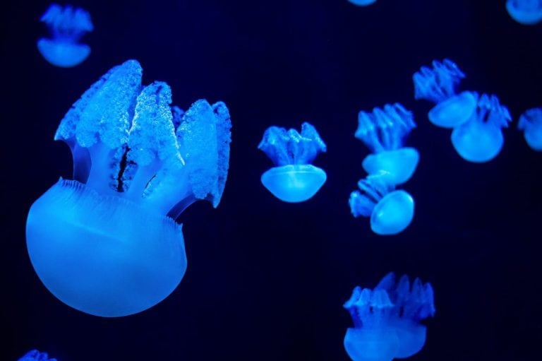 Under the Sea with Jellyfish: A Free Unit Plan for Kids - A-Z Animals