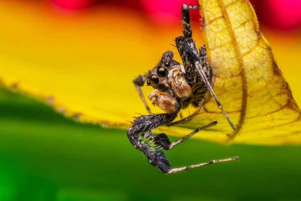 These Adorable Jumping Spiders Are Brilliant Hunters - A-Z Animals
