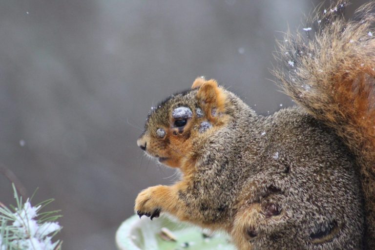 What's Behind the Rise in Zombie Squirrels? - A-Z Animals