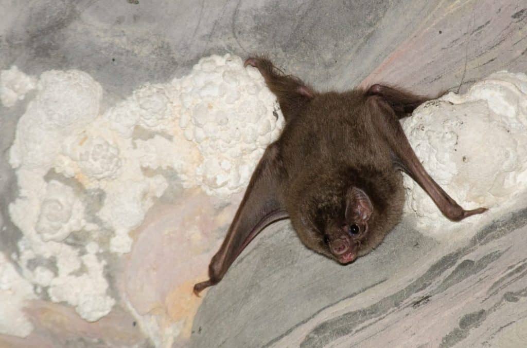Why Vampire Bats Regurgitate Blood for Their Hungry Friends - A-Z Animals