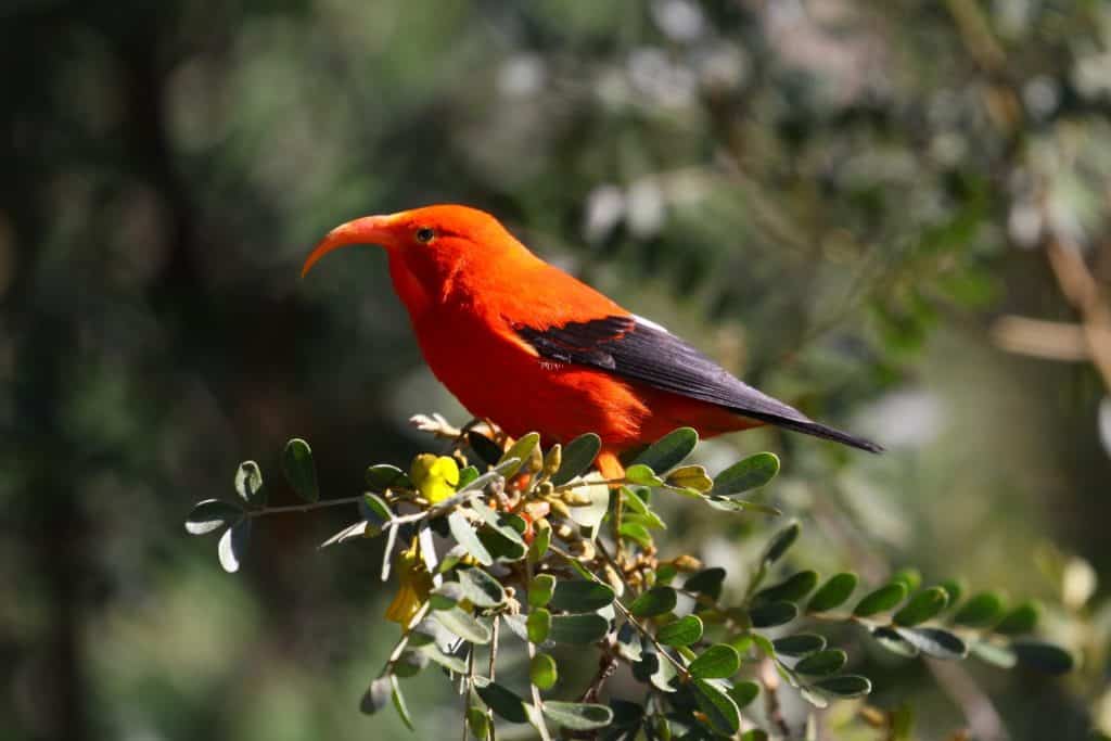 Bird Populations Decline in 2025 State of the World's Birds Report - A ...