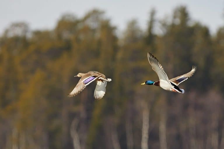 The Evolutionary Maze: How Female Ducks Use "Reverse-Spiral" Anatomy to ...