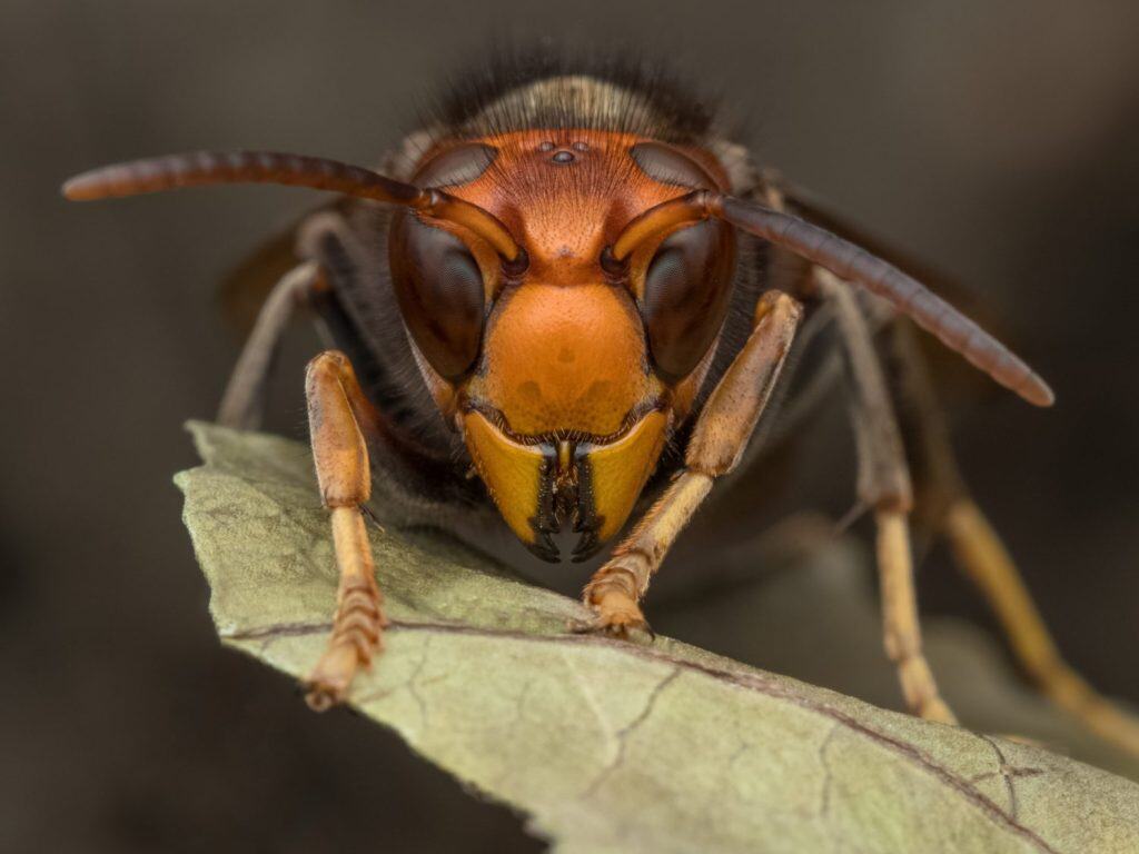Deadliest Insects Found in the U.S. (And Where They Thrive) - A-Z Animals