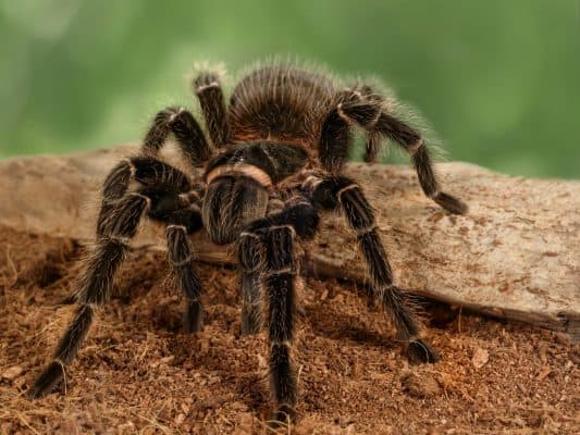 Have You Ever Seen a Tarantula's Toe Beans? - A-Z Animals