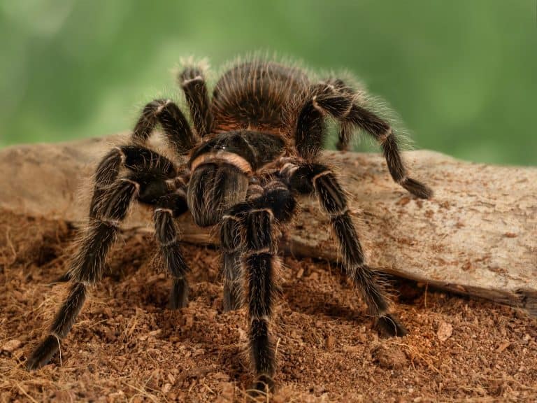 The World's Biggest Spiders Will Blow Your Mind - A-Z Animals