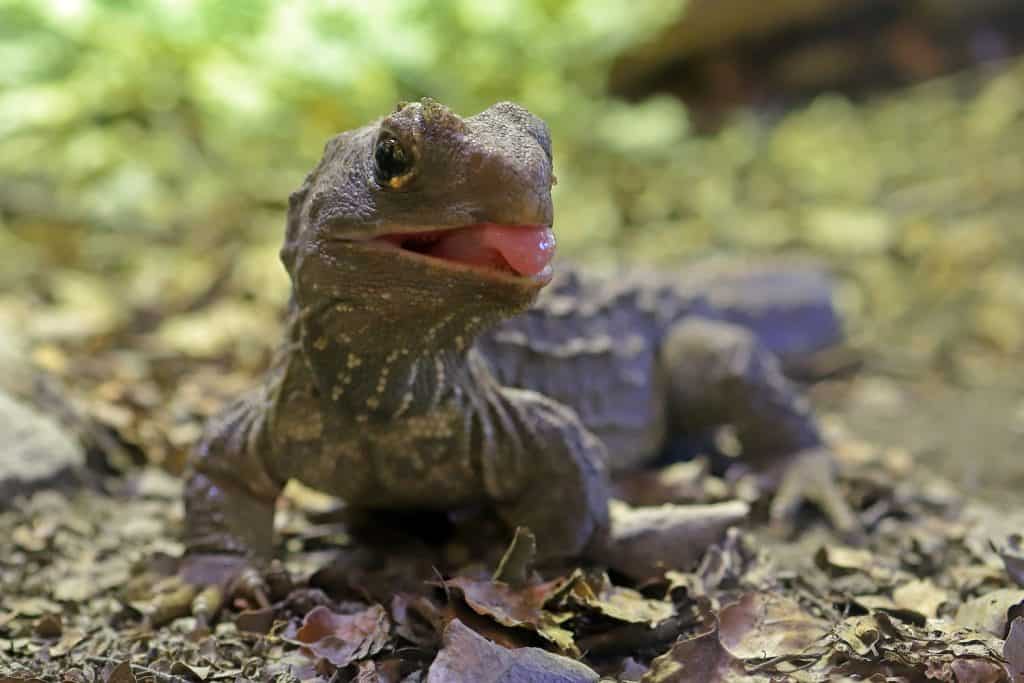 Meet Some of Nature's Oddest Couples - A-Z Animals
