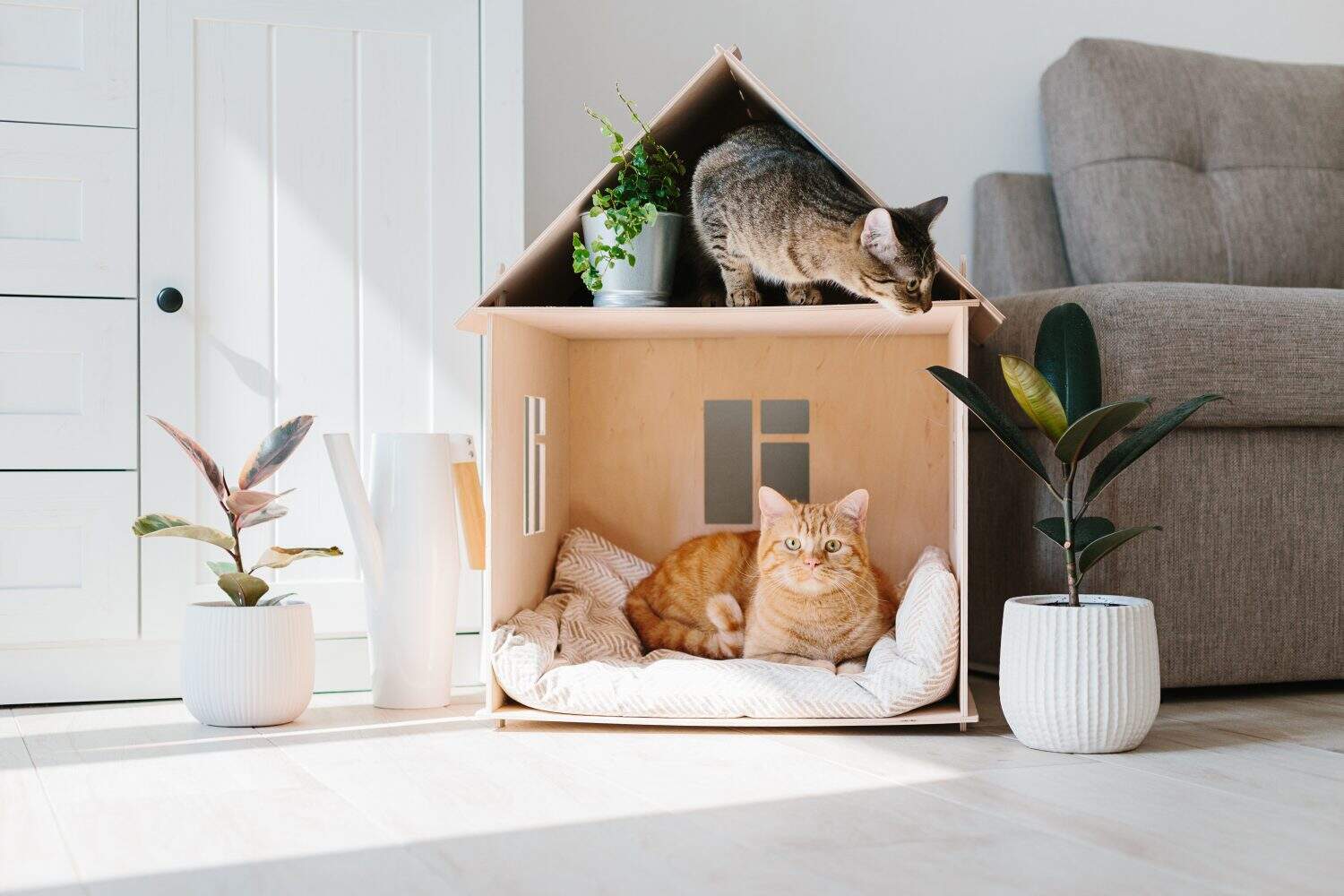 Curl Up With These 31 Cozy Cats This Fall - A-Z Animals