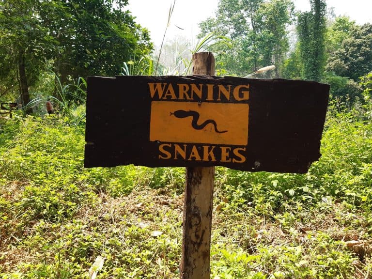 The 2 Most Popular Theories on How Snakes Lost Their Legs - A-Z Animals