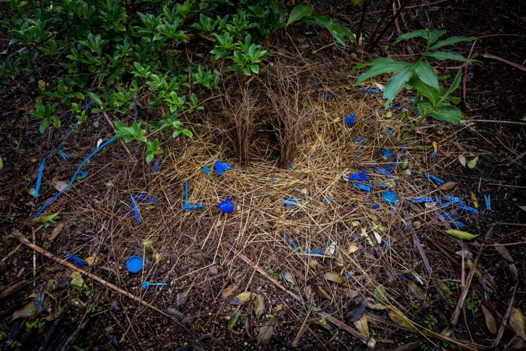The World's Most Interesting Bird Nests - A-Z Animals