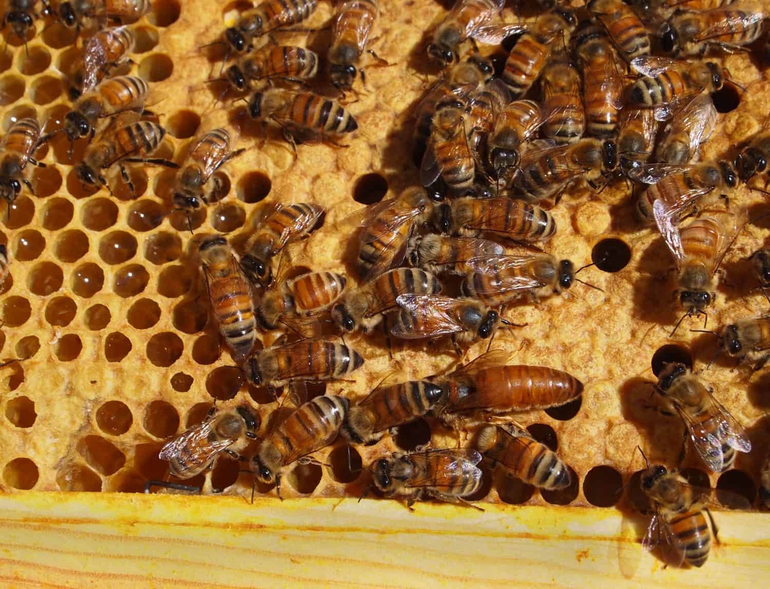 Why Drunk Bees Aren't Allowed Back in the Hive Until They Sober Up - A ...