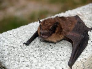Why Vampire Bats Regurgitate Blood for Their Hungry Friends - A-Z Animals