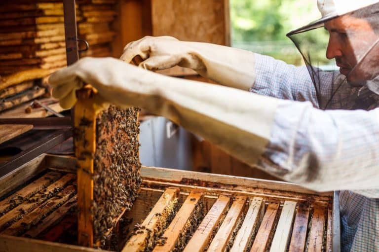 The 7 Types of Bee Hives Every Beekeeper Should Know - A-Z Animals