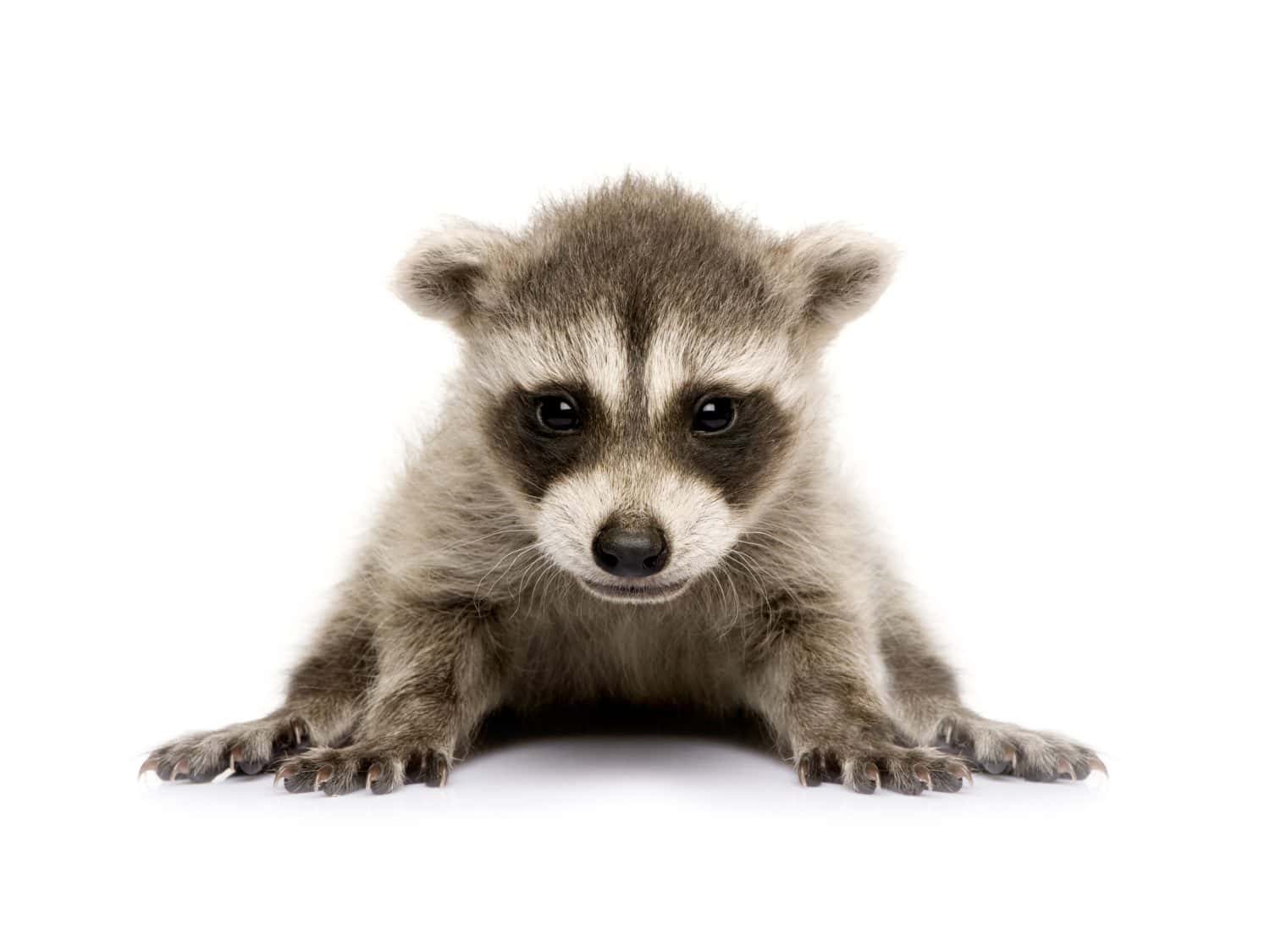 Need a Pick-Me-Up? These 37 Baby Animals Will Make Your Day - A-Z Animals
