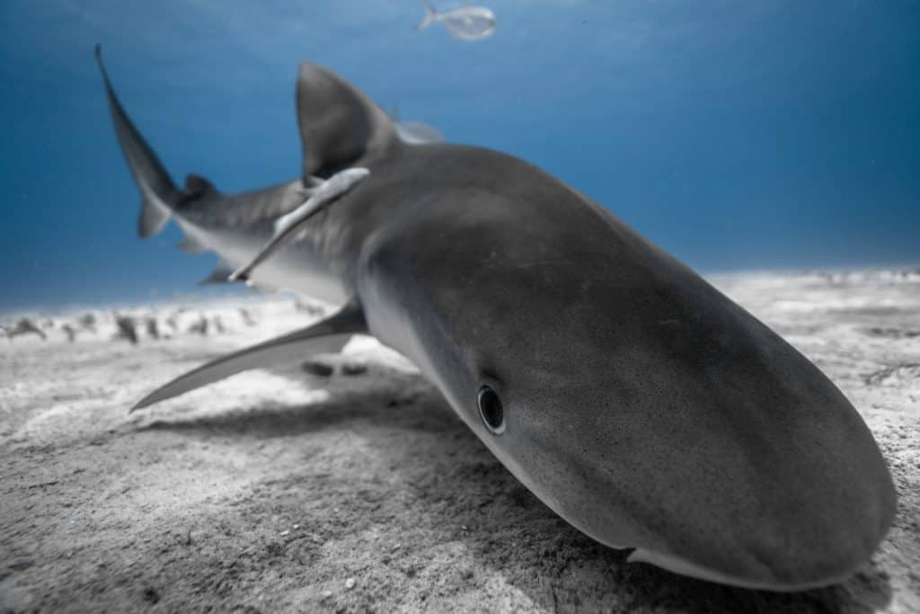 10 Fascinating Facts About Tiger Sharks: The Ocean's Fierce Predators ...