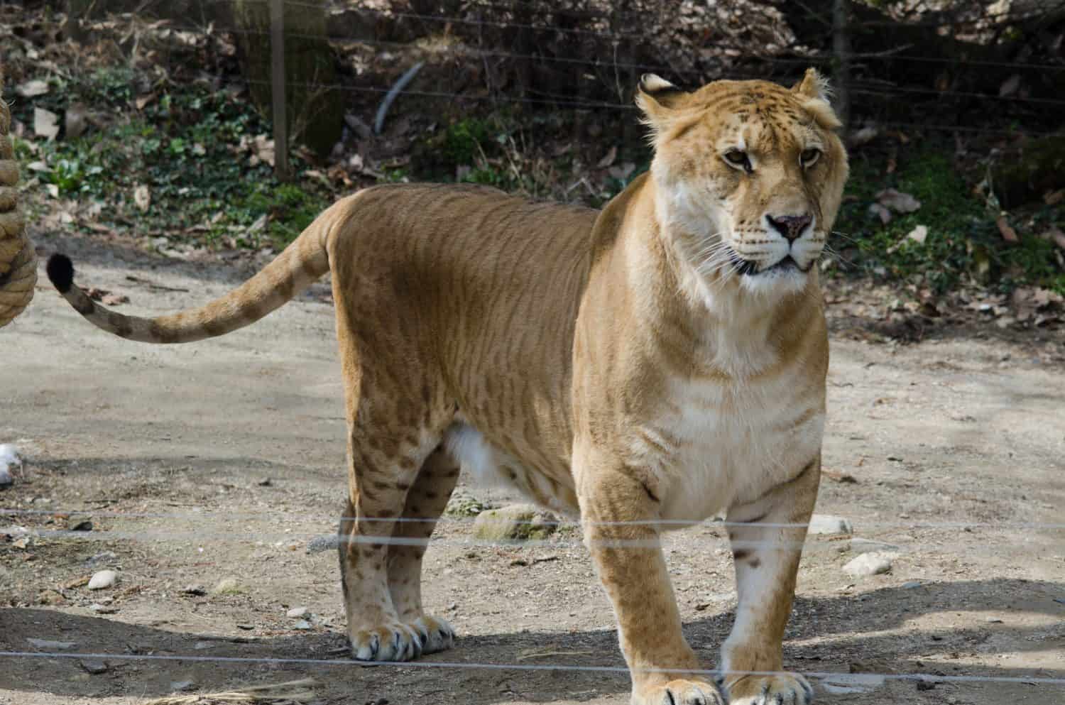 The Strangest Animal Hybrids, From Zonkeys to Wolphins - A-Z Animals