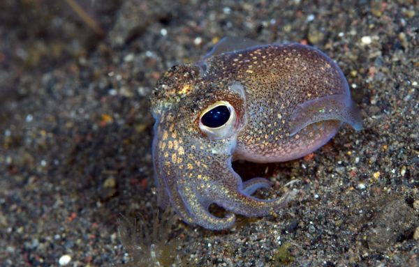 This Tiny Squid Uses Camouflage and Light to Become Practically ...