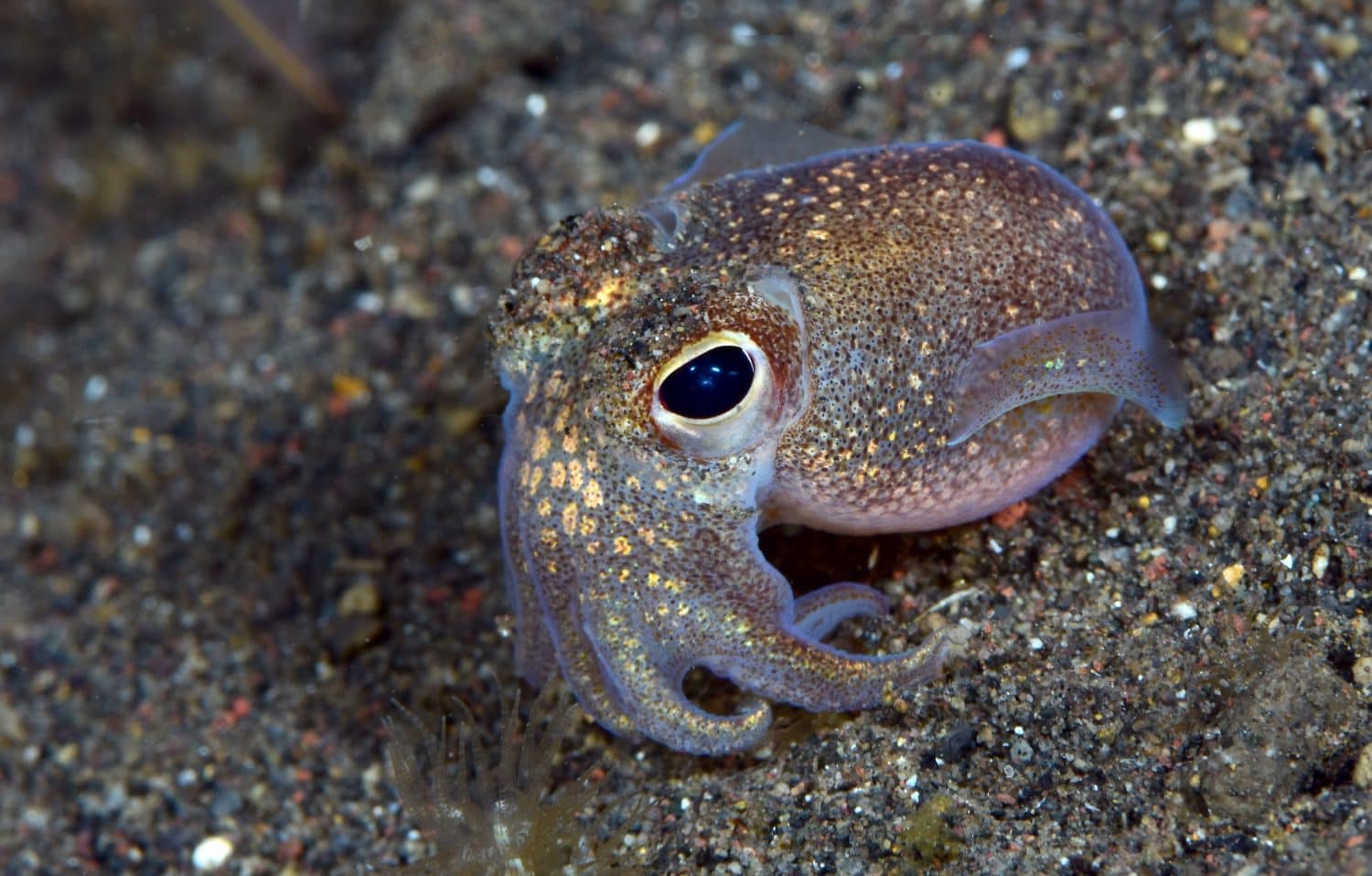 This Tiny Squid Uses Camouflage and Light to Become Practically ...