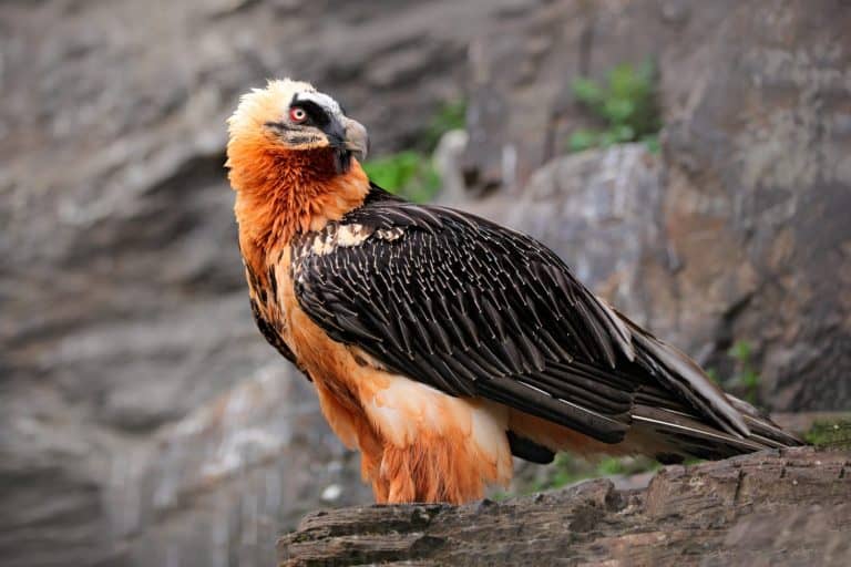 How Bearded Vultures Use Natural Dye to Transform Their Feathers - A-Z ...