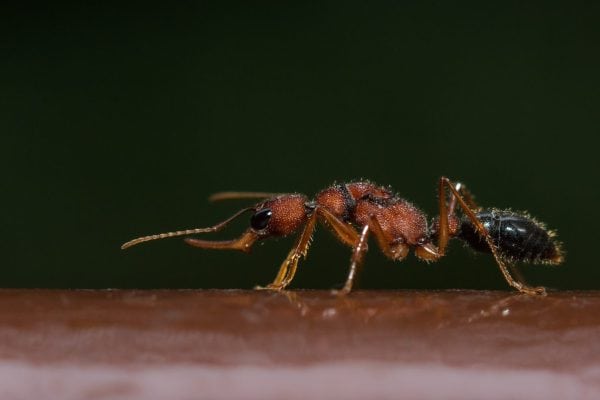 The Indian Jumping Ant's Unbelievable Hunting and Survival Skills - A-Z ...