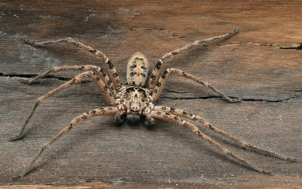 The World's Biggest Spiders Will Blow Your Mind - A-Z Animals