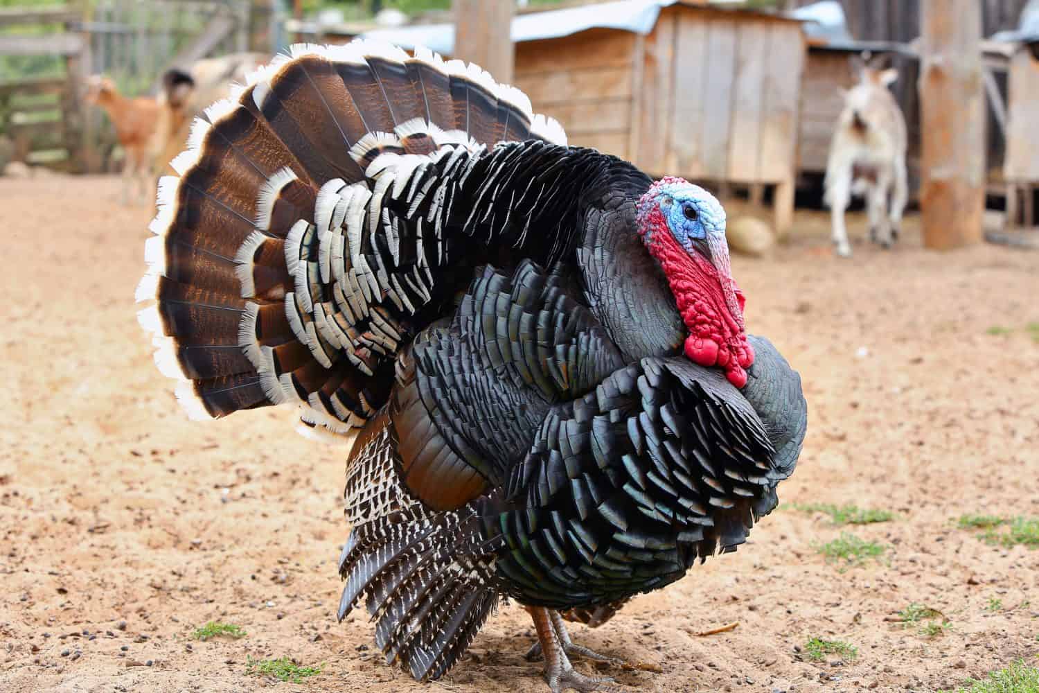 Turkey Bird Facts - A-Z Animals