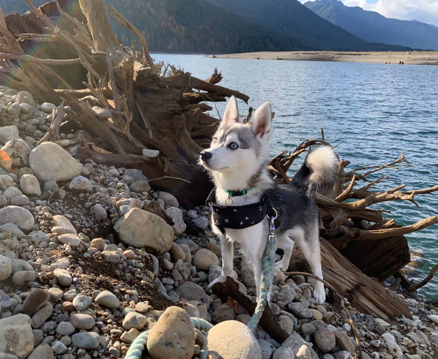 Alaskan Klee Kai Animal Facts - Canis lupus familiaris - A-Z Animals