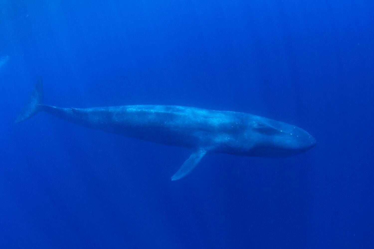 10 Ocean Creatures Bigger Than a School Bus - A-Z Animals