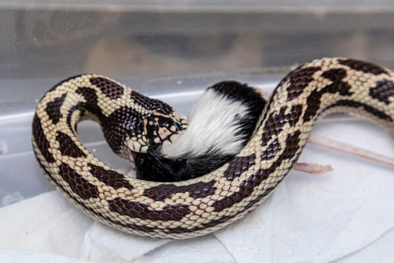 Inside the Kingsnake’s Diverse Menu, From Rodents to Rattlesnakes - A-Z ...