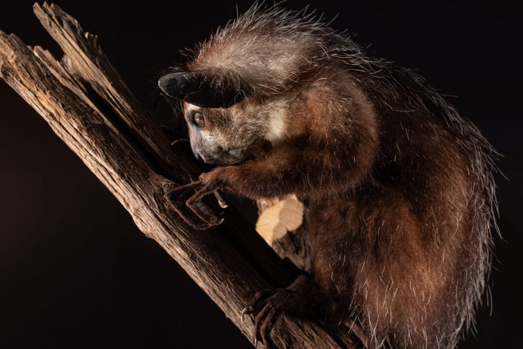Madagascar’s Most Misunderstood Primate: The Aye-Aye - A-Z Animals