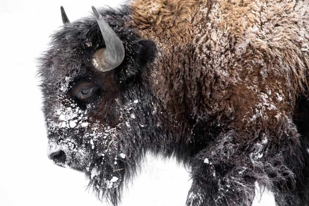 Bison vs. Buffalo: What Are the Key Differences? - A-Z Animals