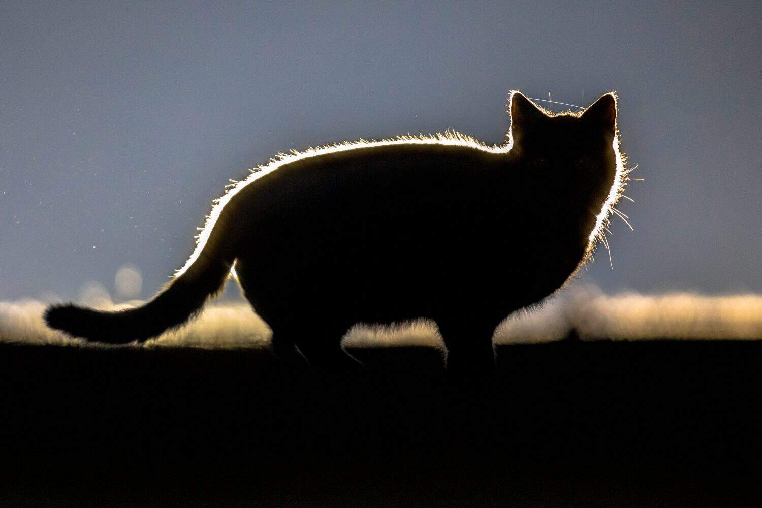 Why Do Cats Knock Things Over? Understanding Feline Hunting Behavior ...