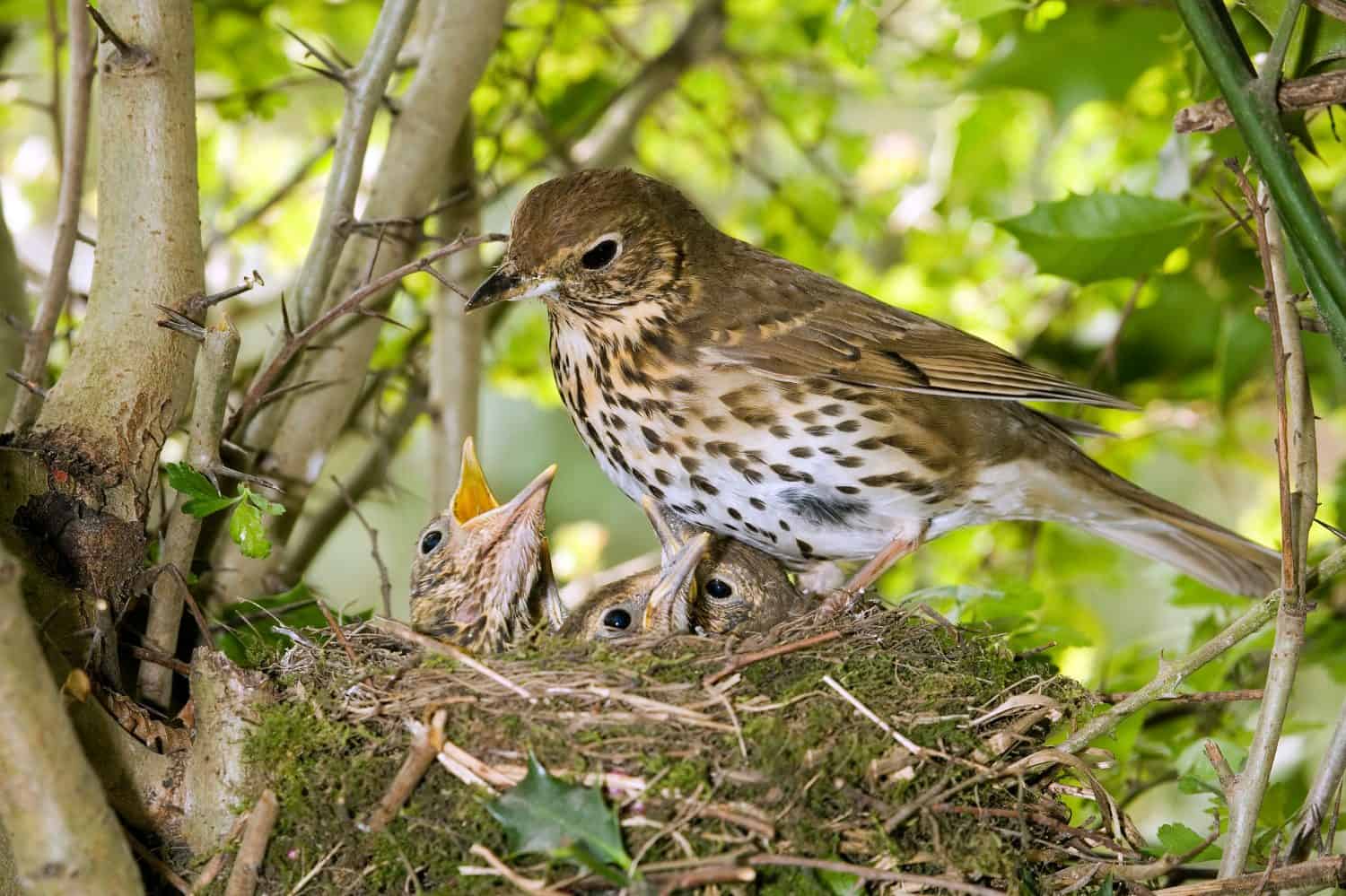 Song Thrush Animal Pictures | A-Z Animals