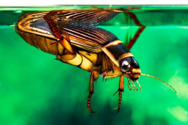 The Great Diving Beetle Hunts Underwater Like a Tiny Shark - A-Z Animals