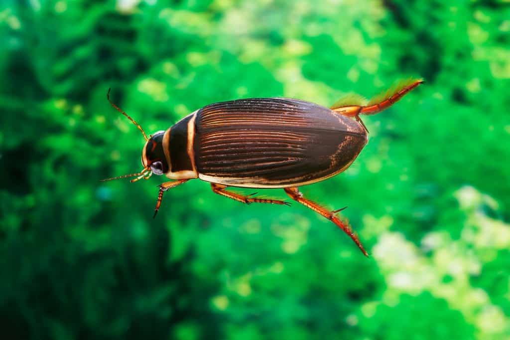 The Great Diving Beetle Hunts Underwater Like a Tiny Shark - A-Z Animals