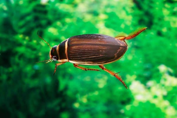 The Great Diving Beetle Hunts Underwater Like a Tiny Shark - A-Z Animals