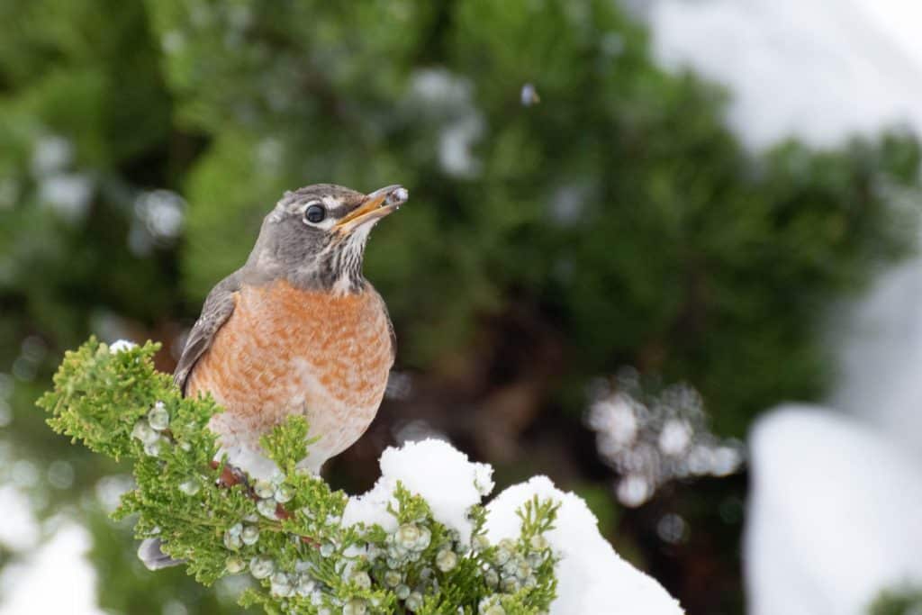 What's the Difference Between a Male vs. Female Robin? How to Tell Them ...