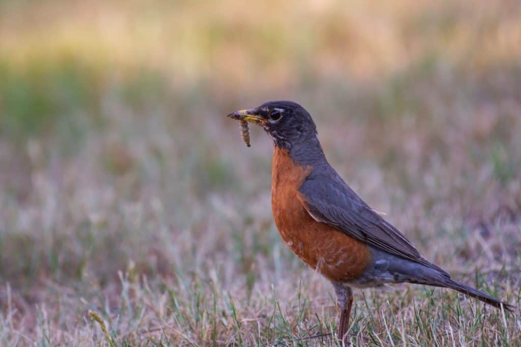 What's the Difference Between a Male vs. Female Robin? How to Tell Them ...